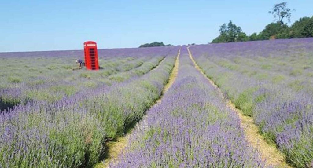 Top 3 campos de lavanda para visitar em Londres
